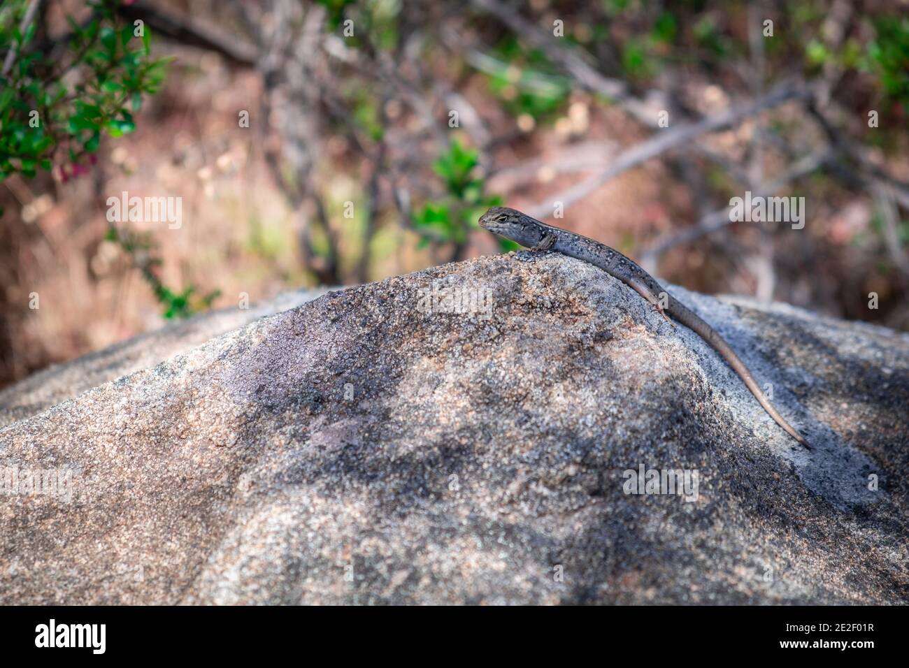 Australian lizard on stone hi-res stock photography and images - Alamy