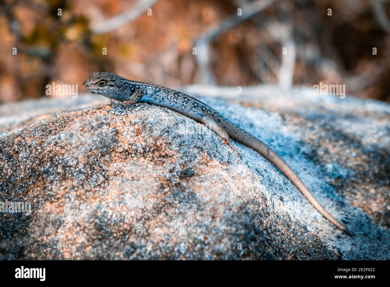 Small australian lizards hi-res stock photography and images - Alamy