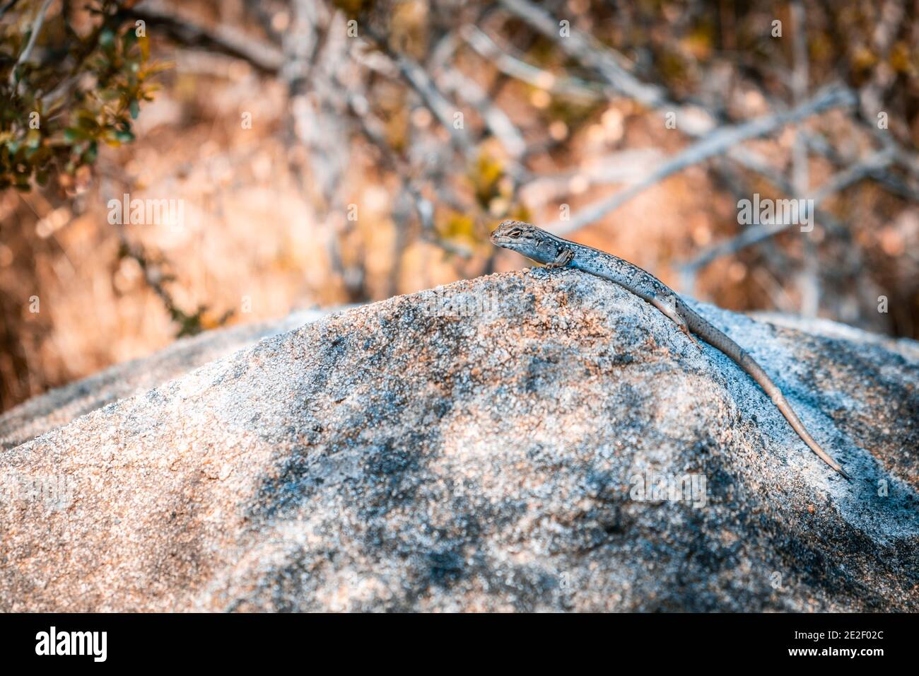 Small australian lizards hi-res stock photography and images - Alamy