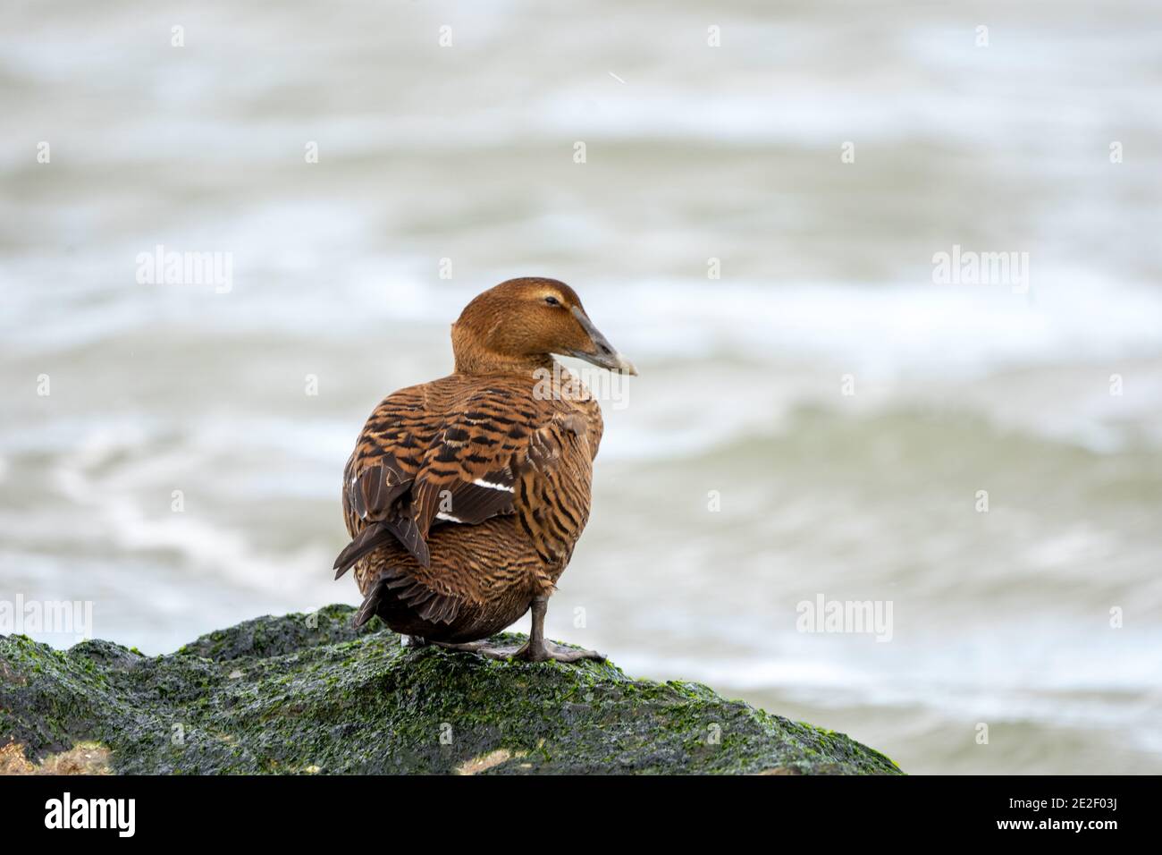 Closeup shot of a brown mallard perched on the shore Stock Photo - Alamy