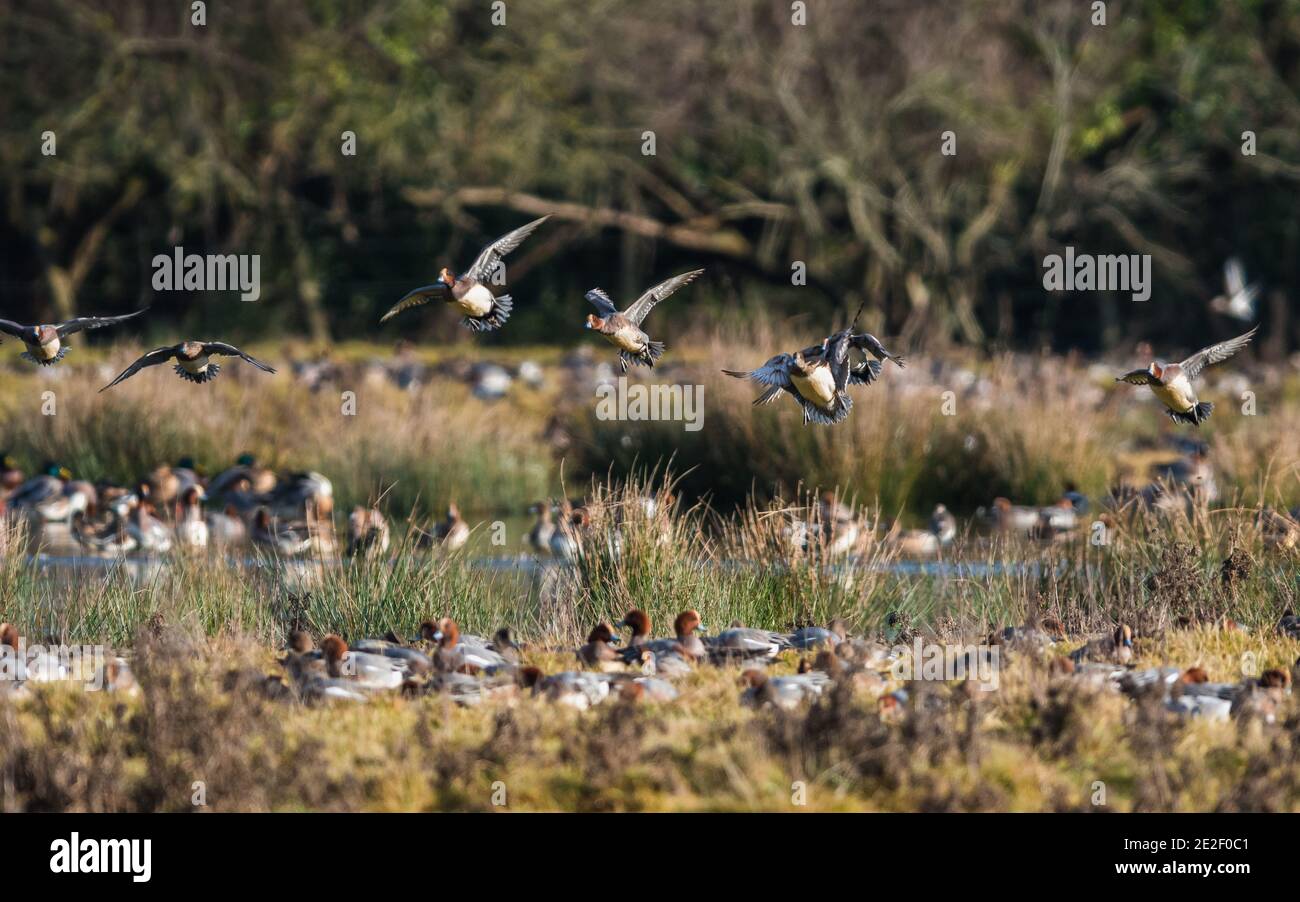 Eurasian Wigeon, Mareca penelope birds in flight in habitat Stock Photo ...