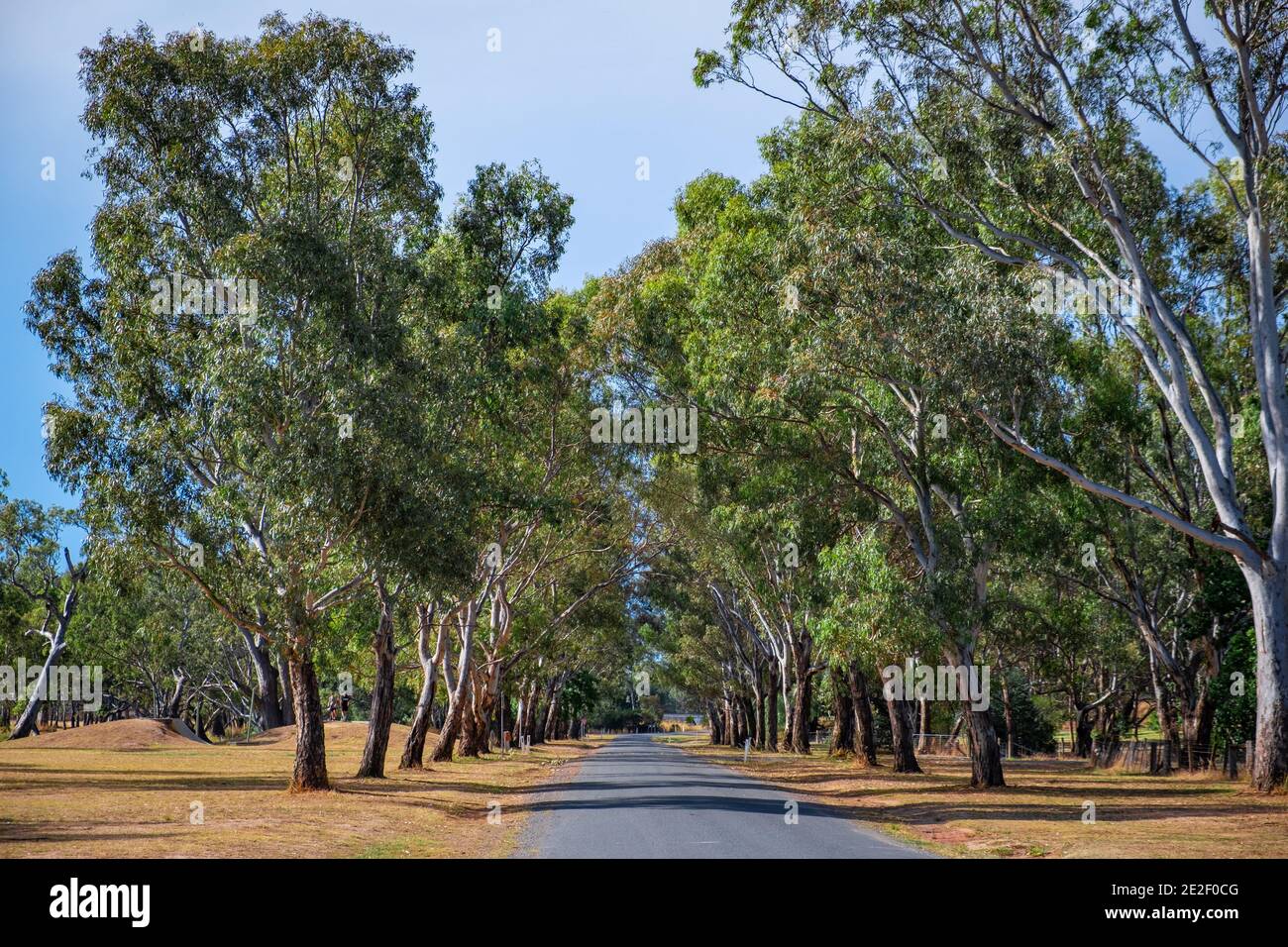 Rural road passing through alley of trees in Australia Stock Photo - Alamy