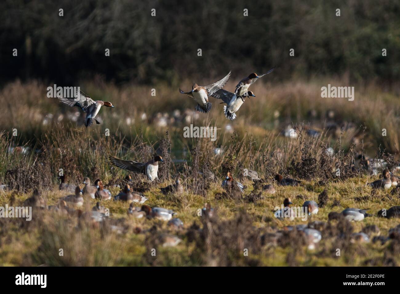Eurasian Wigeon, Mareca penelope birds in flight in habitat Stock Photo ...
