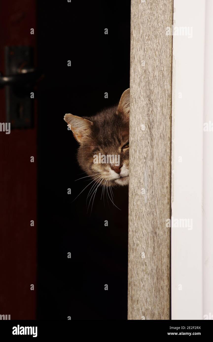 One-eyed cat looking through doorway Stock Photo - Alamy