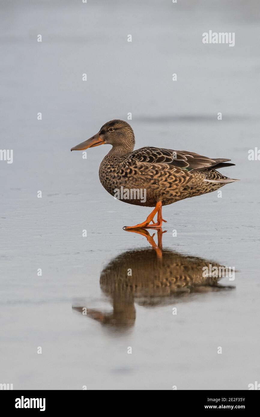 Northern shoveler duck female in hi-res stock photography and images - Alamy