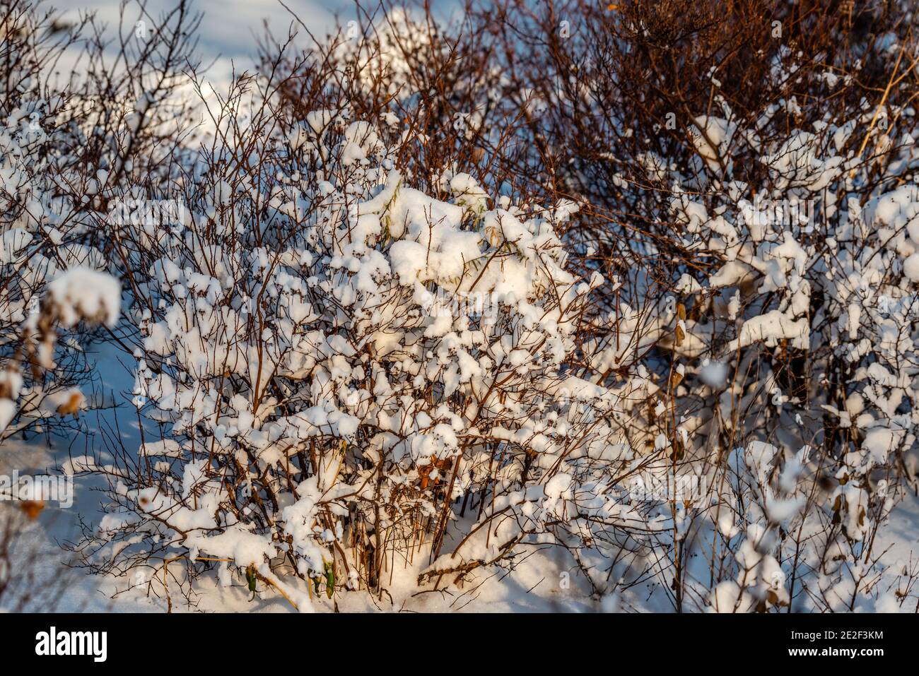 Vegetation covered with the snow Stock Photo - Alamy