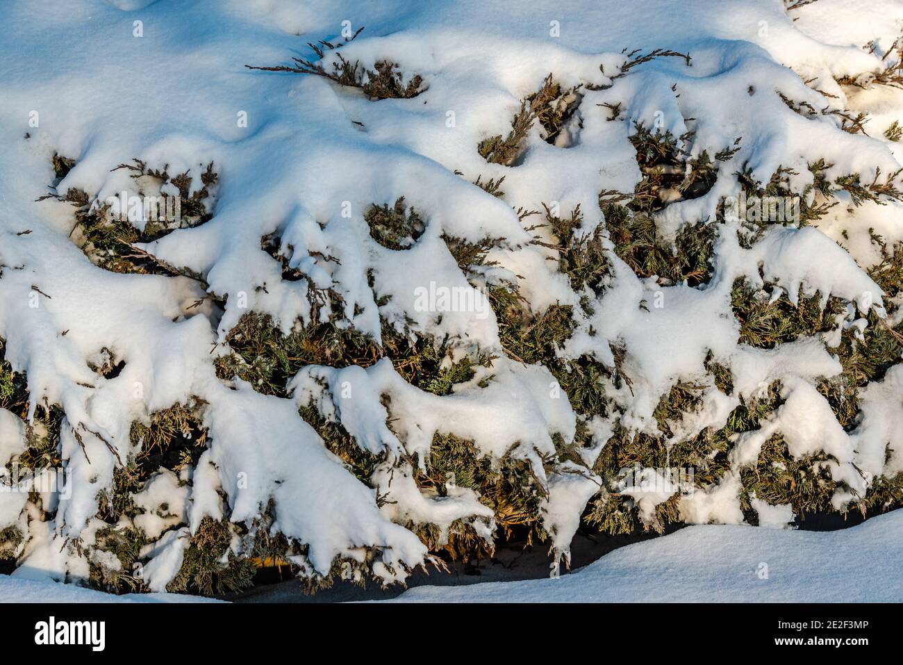 Vegetation covered with the snow Stock Photo - Alamy