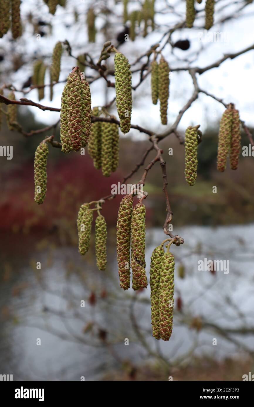 Alnus japonica Japanese alder East Asian alder with green catkins ...