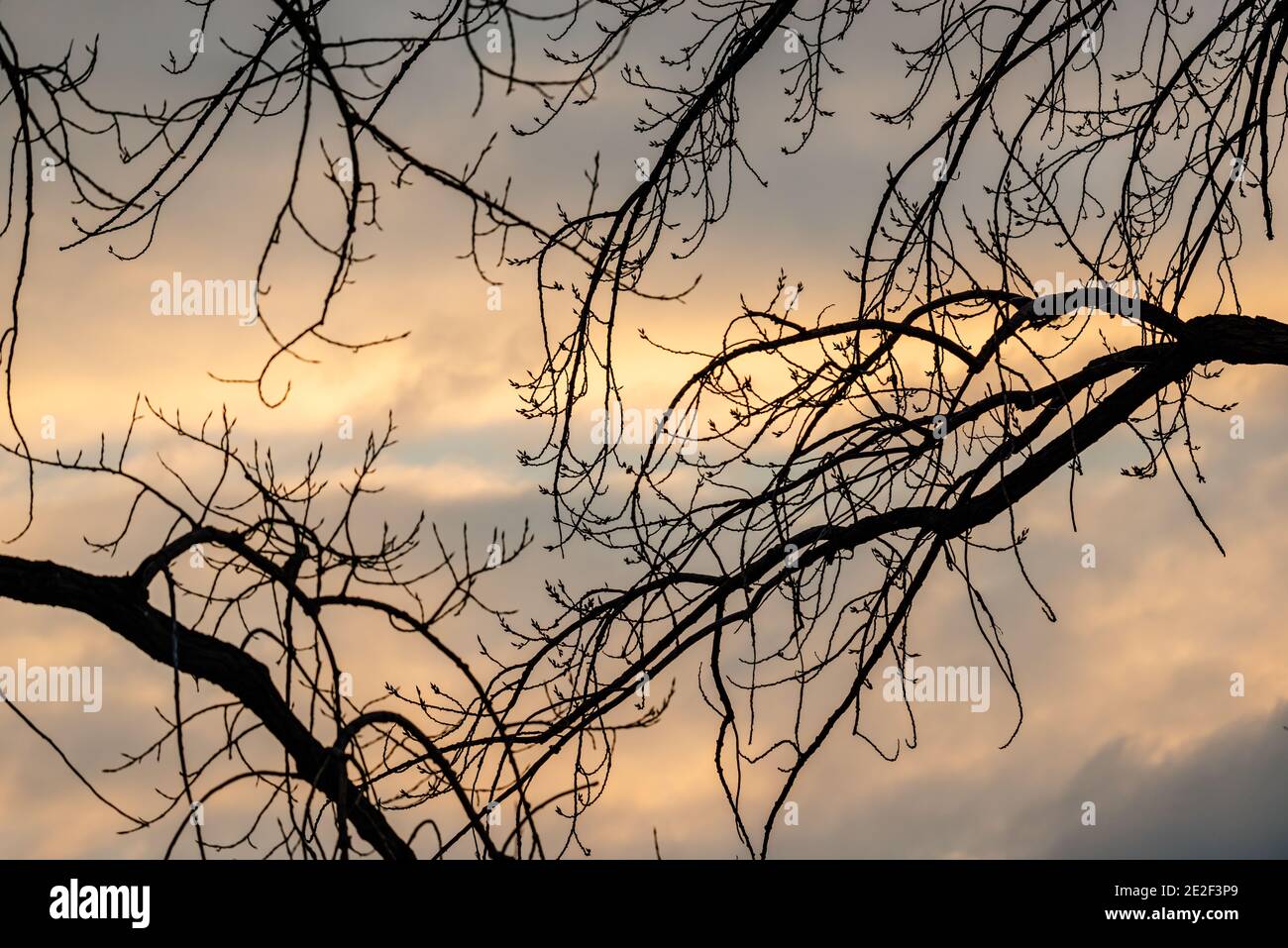 Different shapes of trees in the sky background Stock Photo - Alamy