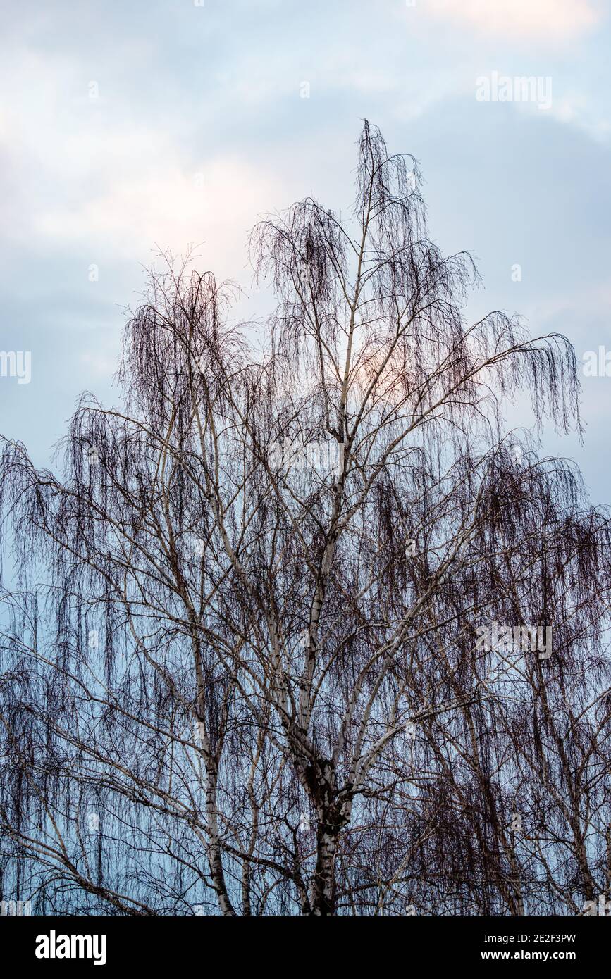 Different shapes of trees in the sky background Stock Photo - Alamy