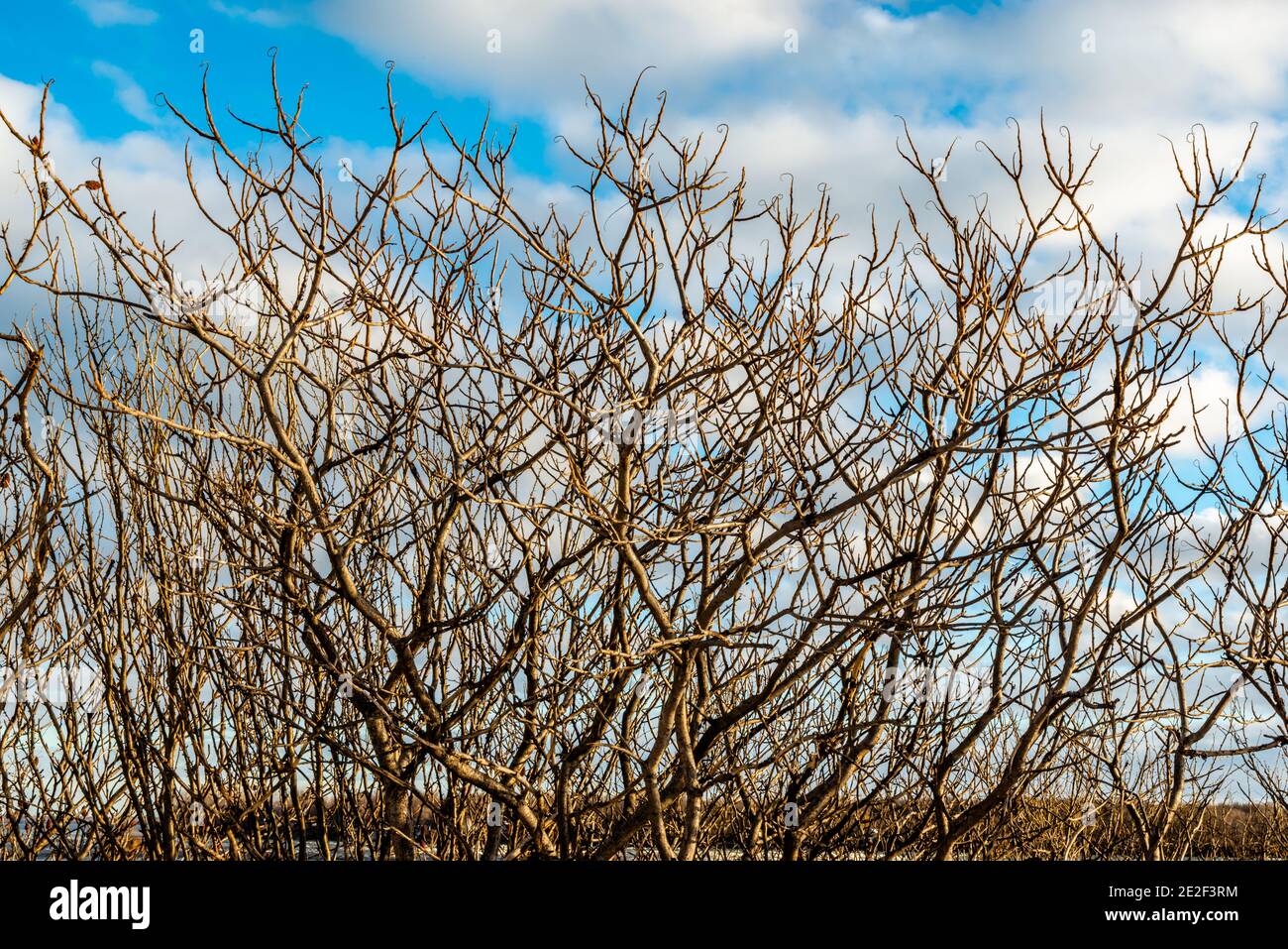 Different shapes of trees in the sky background Stock Photo - Alamy