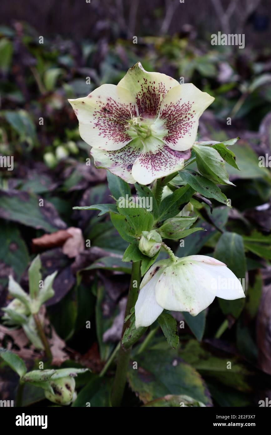 Yellow hellebore flowers hi-res stock photography and images - Alamy