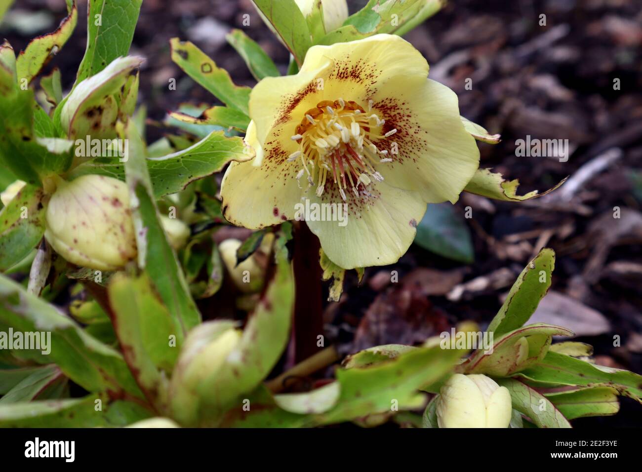 Helleborus x hybridus Creamy yellow hellebore with purple freckles and ...