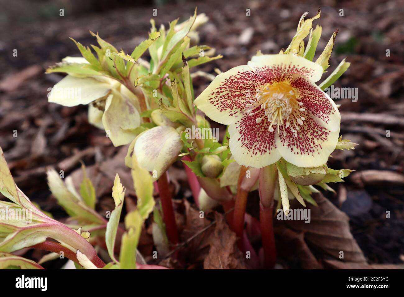 Helleborus x hybridus Creamy yellow hellebore with purple freckles and ...
