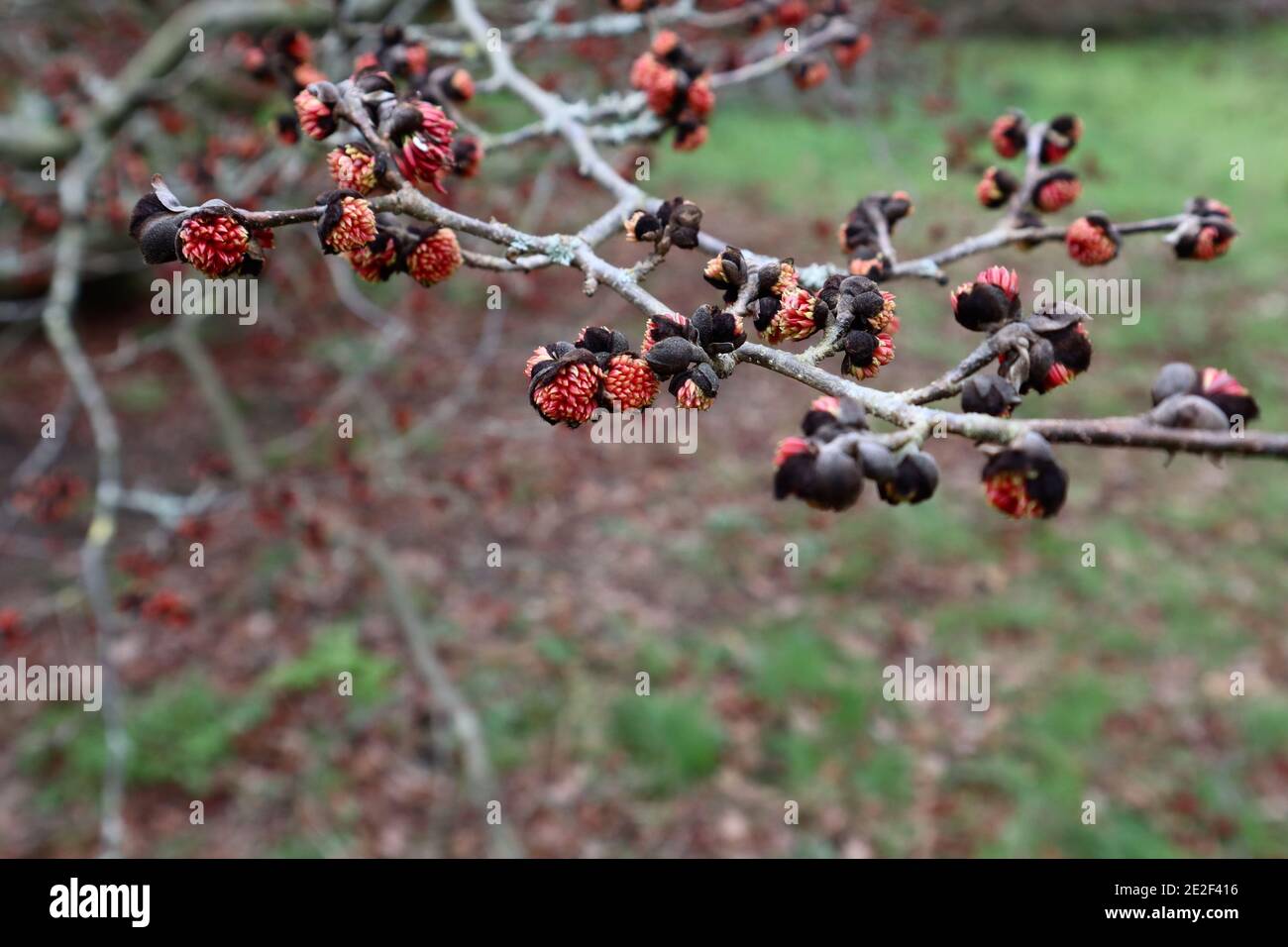 Parrotia persica Persian ironwood - small dense clusters of red stamen resembling flowers ...