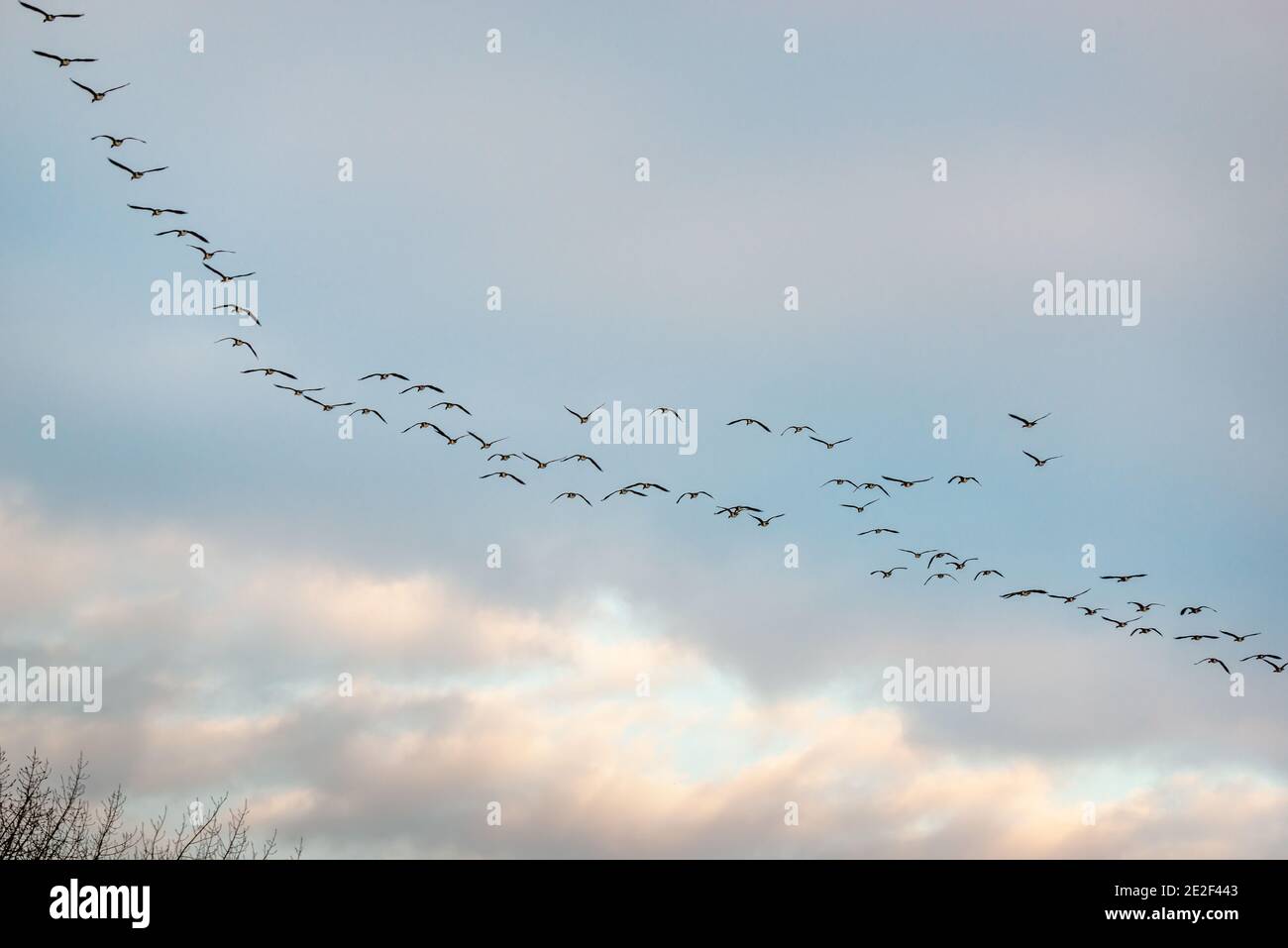 Goose bird fly flying soar hi-res stock photography and images - Alamy