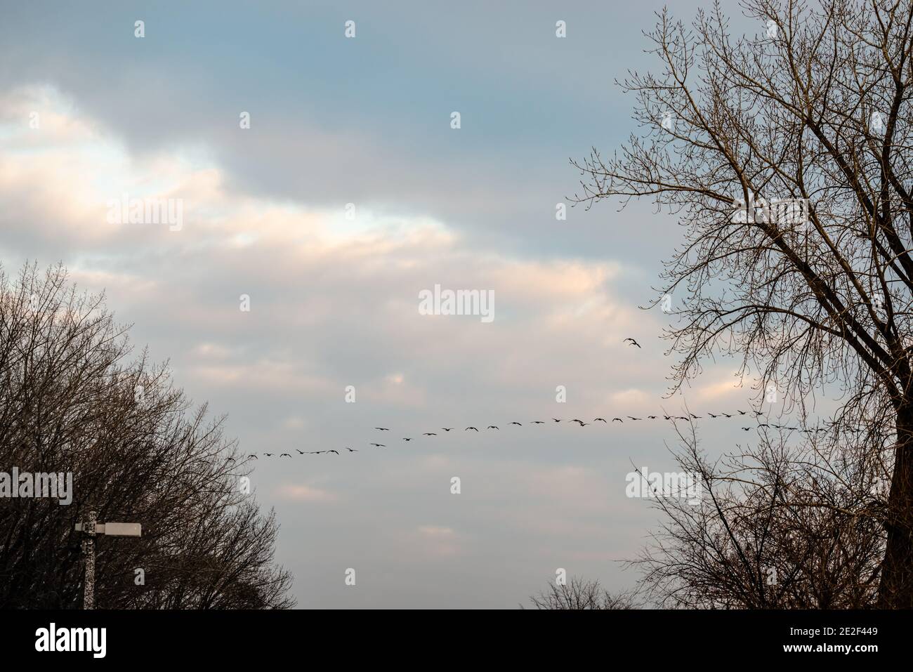 Geese flying in the sky hi-res stock photography and images - Alamy