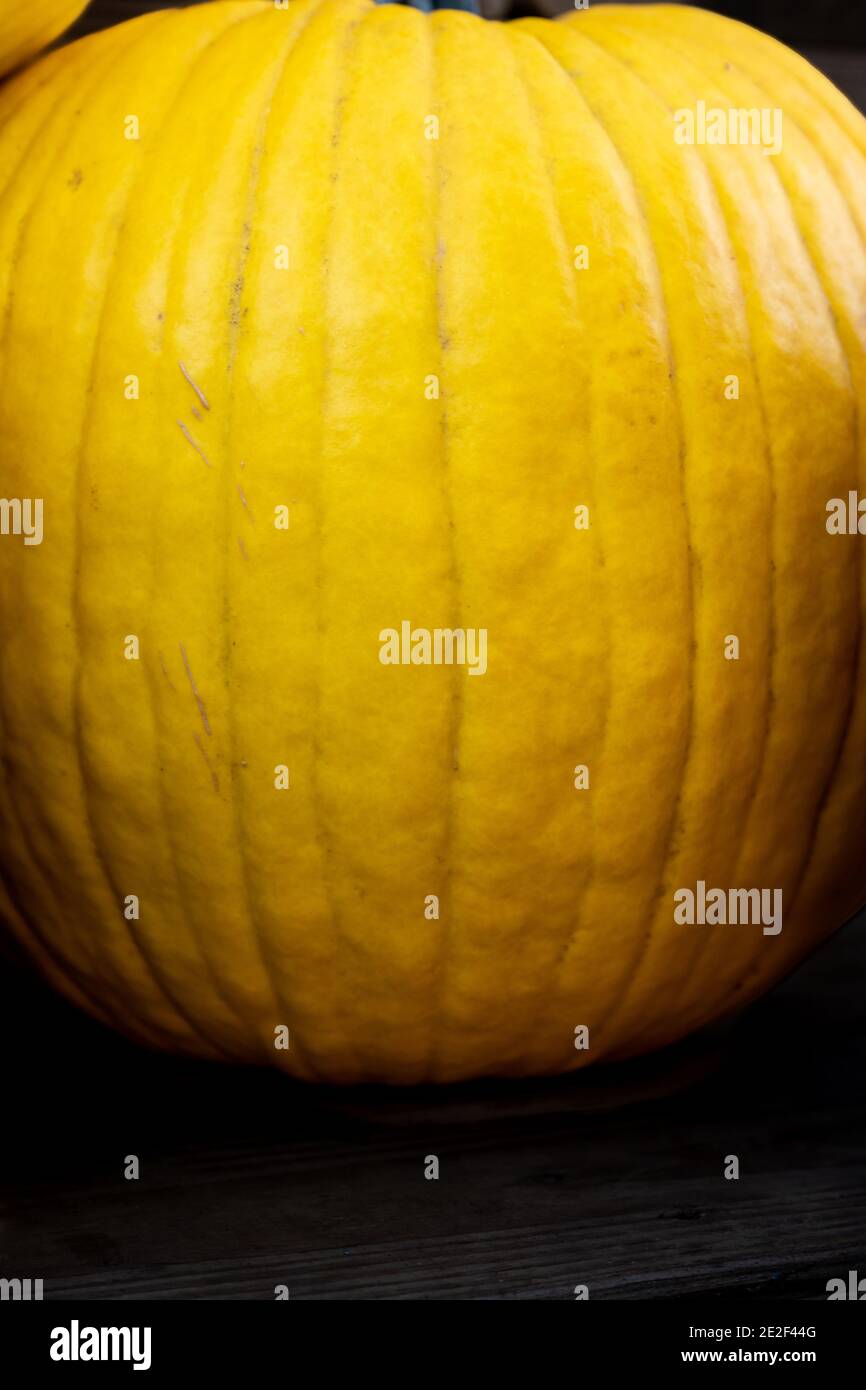Close Up of Yellow Pumpkin Texture Sitting On Dark Shelf in Outdoor ...