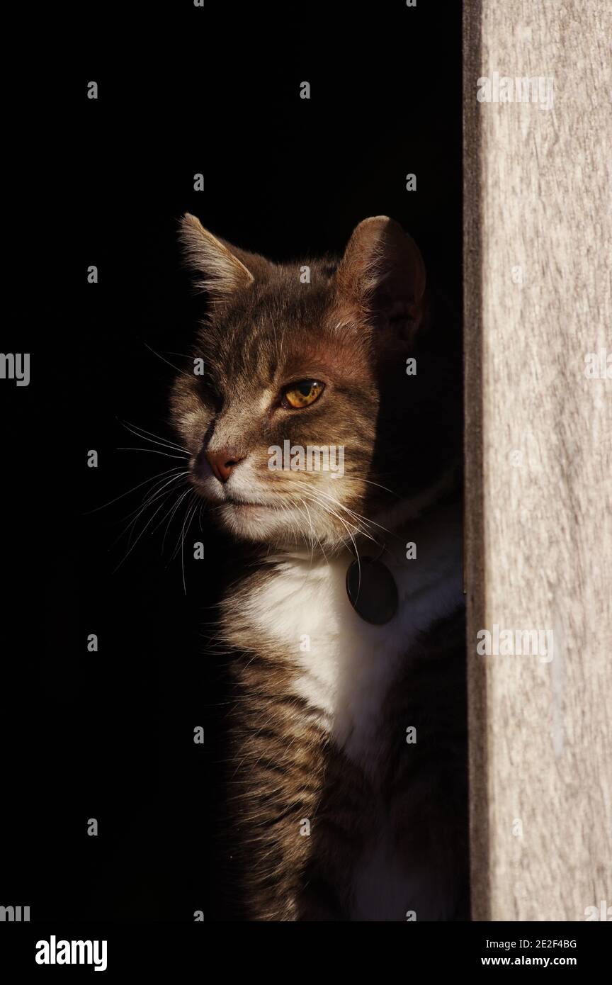 One-eyed cat looking through doorway Stock Photo - Alamy