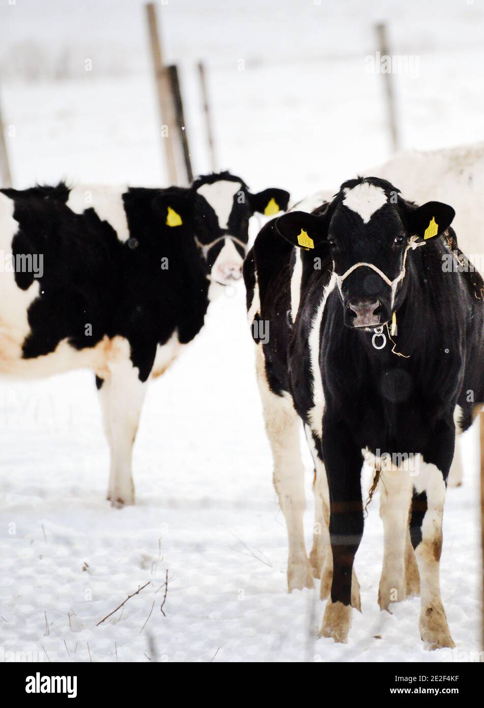 Cattle farms in Hokkaido, Japan Stock Photo - Alamy