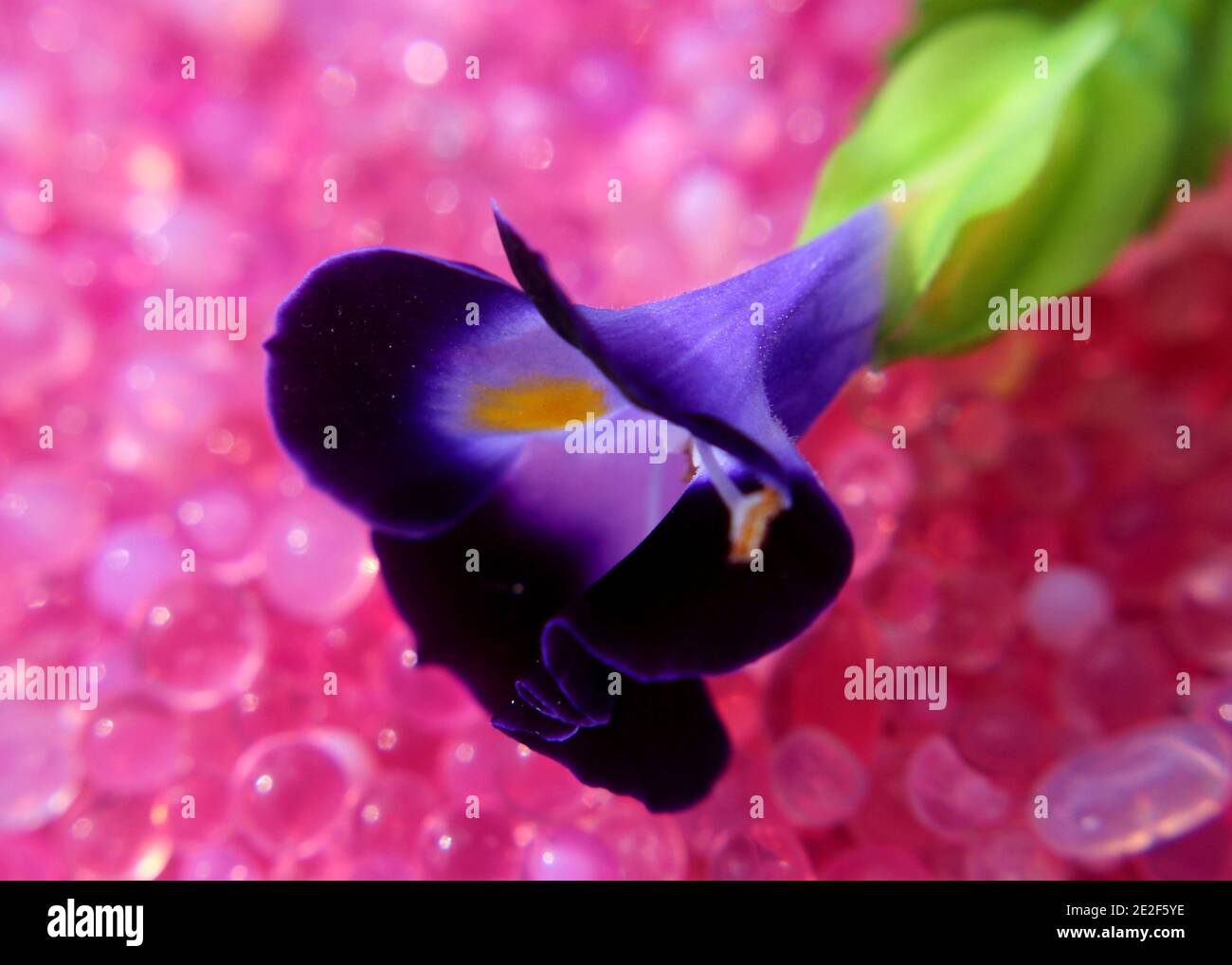 beautiful red - blue color flower on Pink color An hydrate silica gel ...