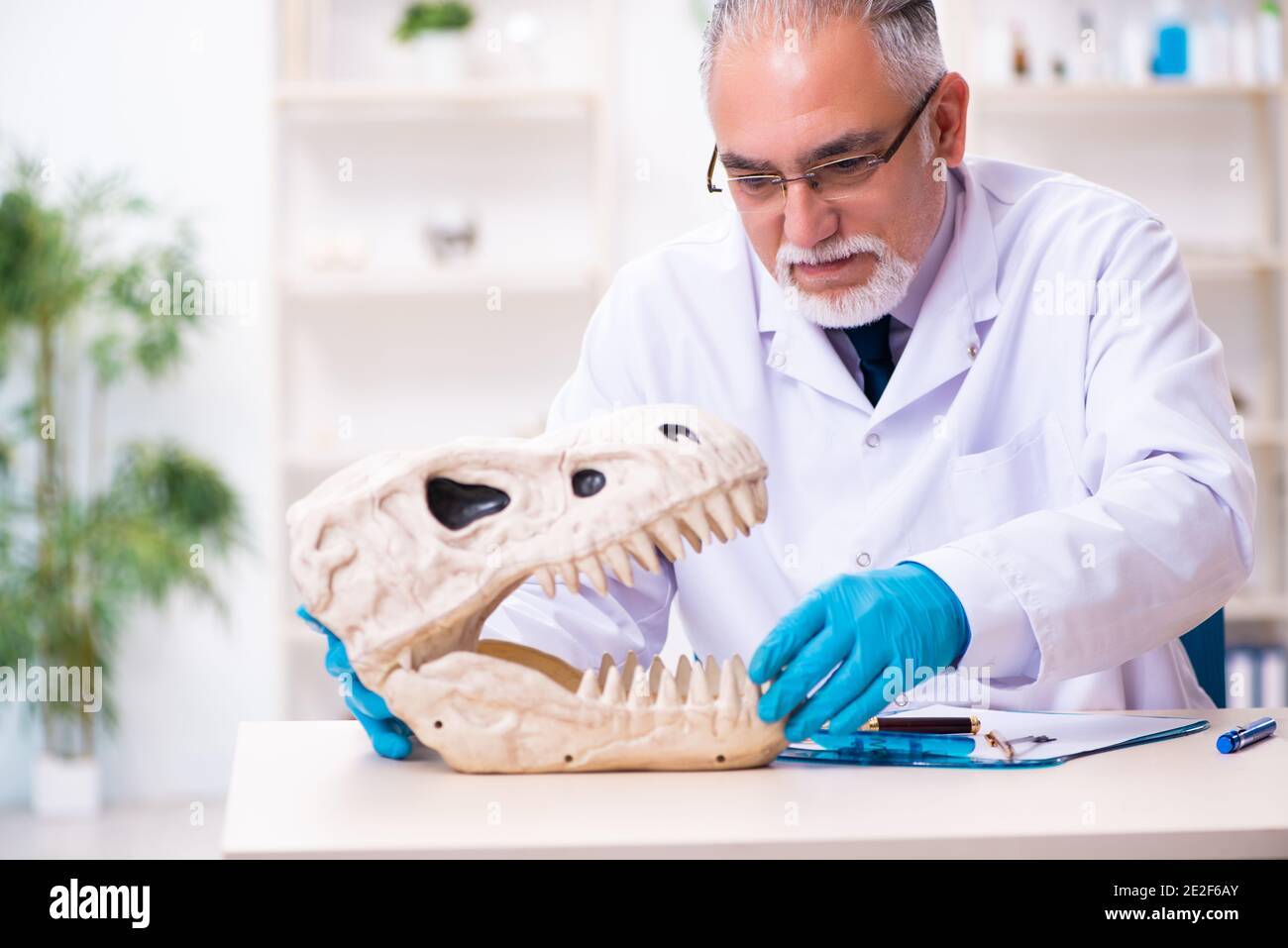 Old male paleontologist working in the lab Stock Photo - Alamy