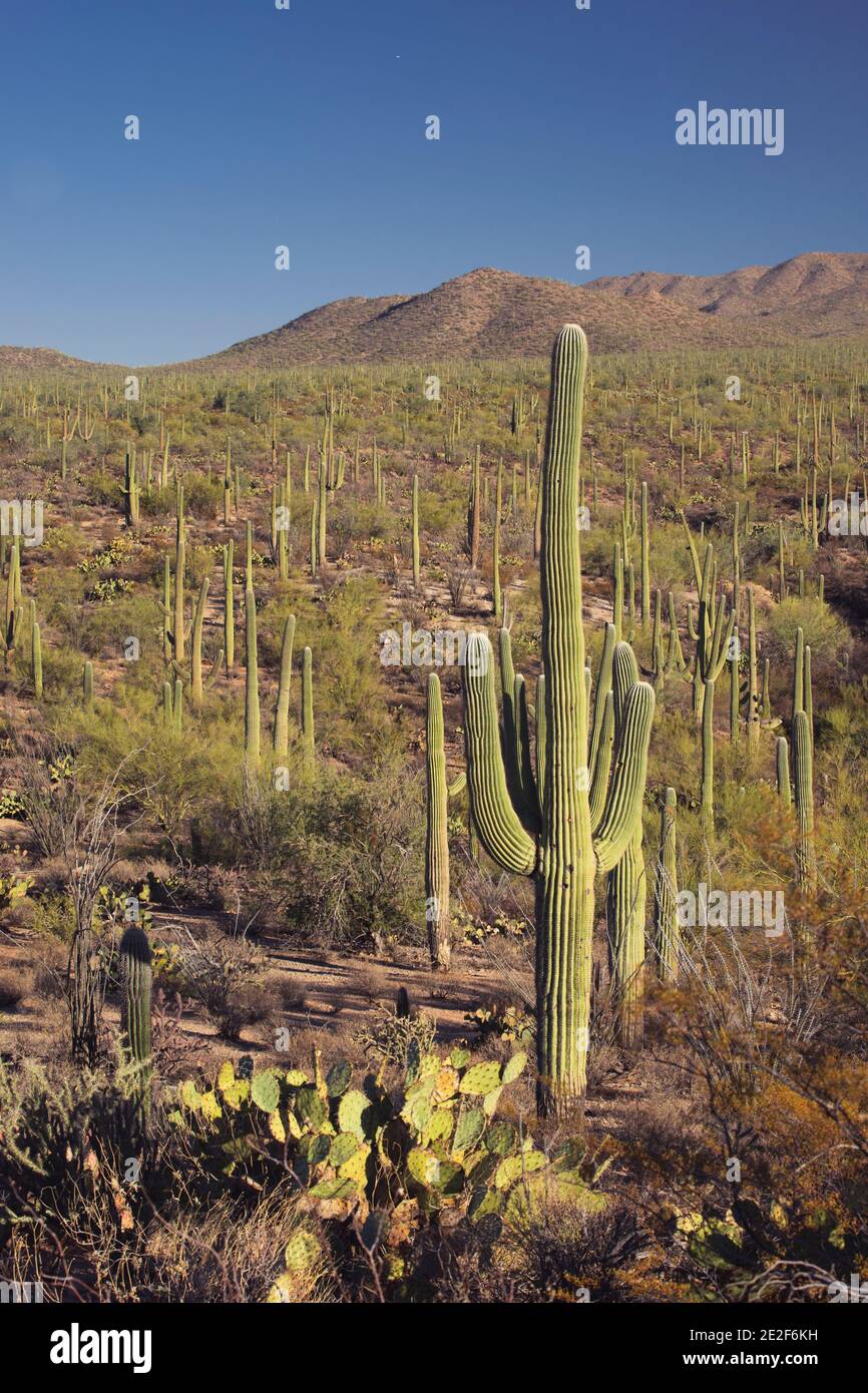 Giant Saguaro Cactus Forest Stock Photo - Alamy