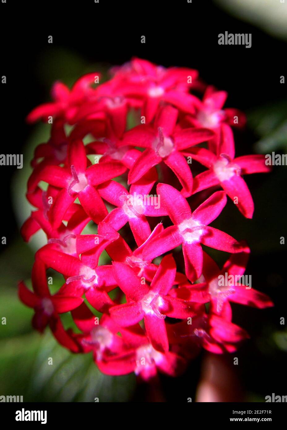 beautiful red, pink color flower seen in a home garden in Sri Lanka ...