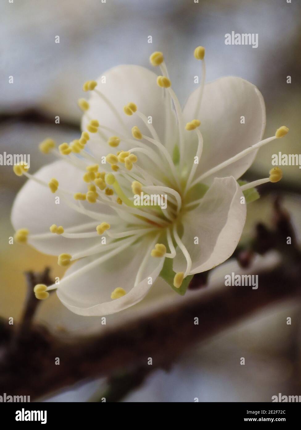Shallow focus shot blossom white hi-res stock photography and images ...