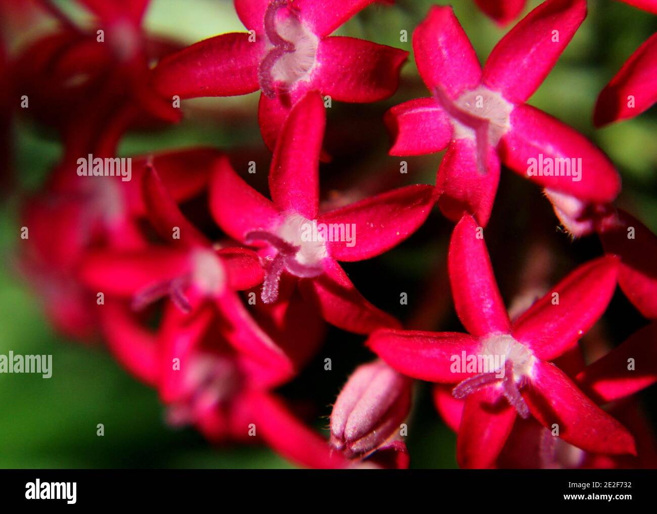 beautiful red, pink color flower seen in a home garden in Sri Lanka ...