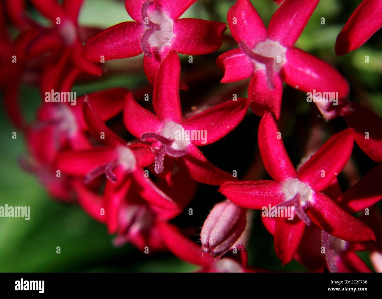 beautiful red, pink color flower seen in a home garden in Sri Lanka ...