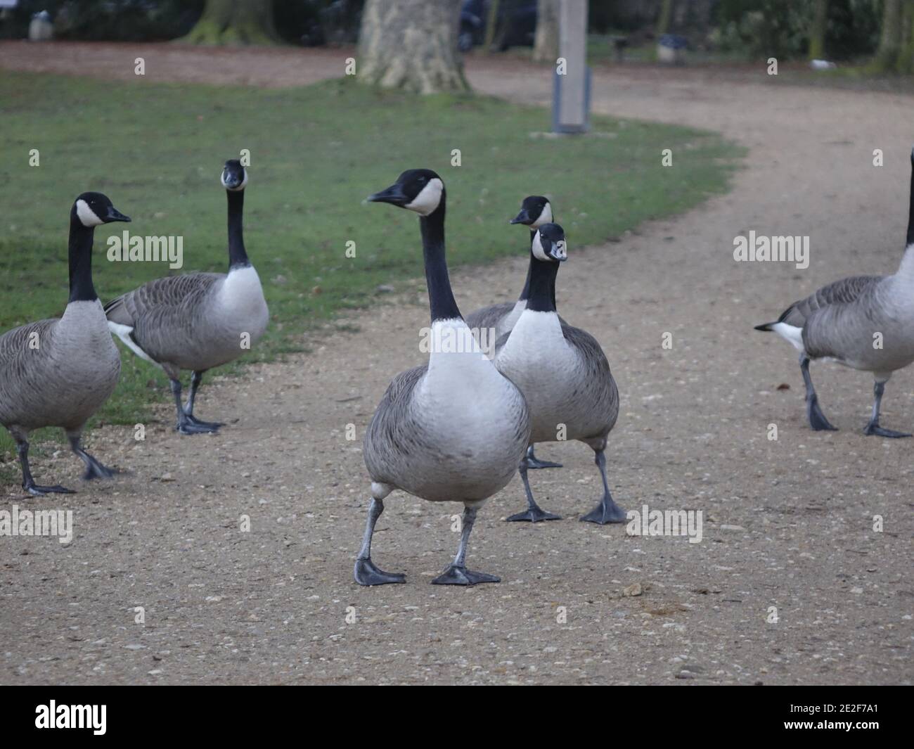 Flock of geese walking along a pathway in a park Stock Photo - Alamy