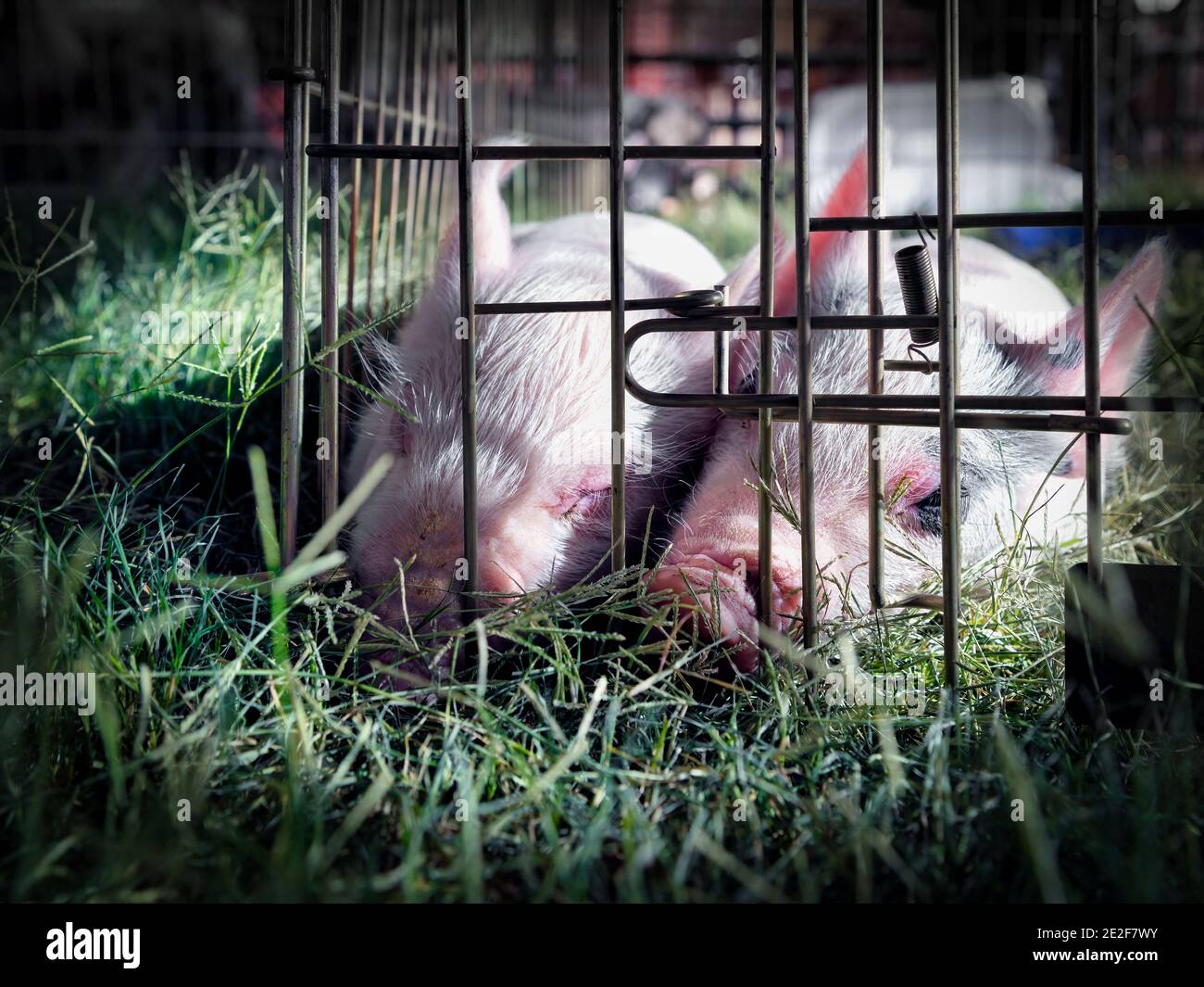 Piglet duo hi-res stock photography and images - Alamy