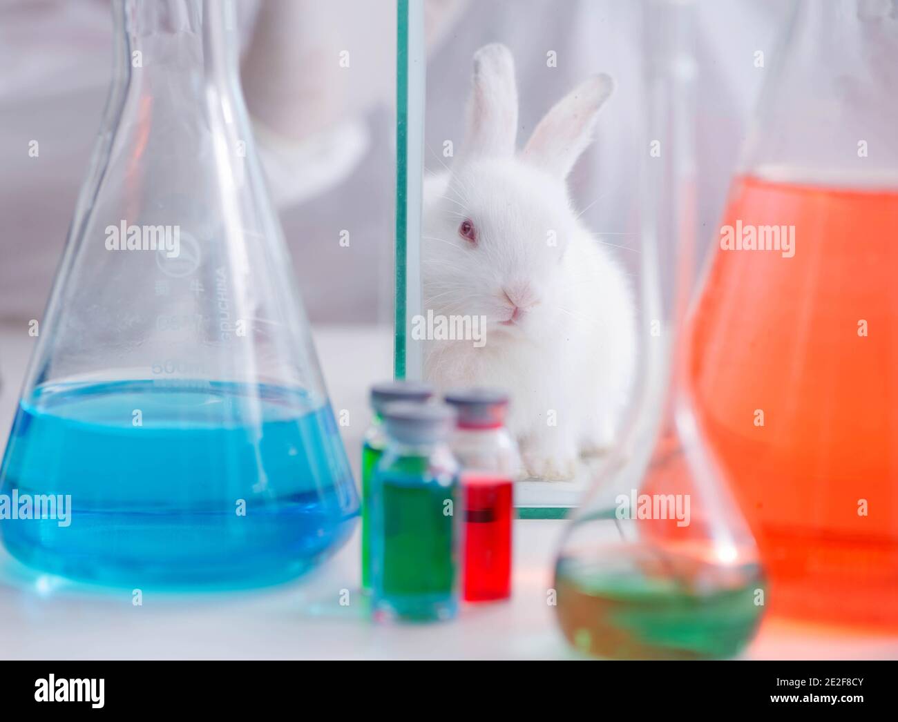 The white rabbit in scientific lab experiment Stock Photo - Alamy