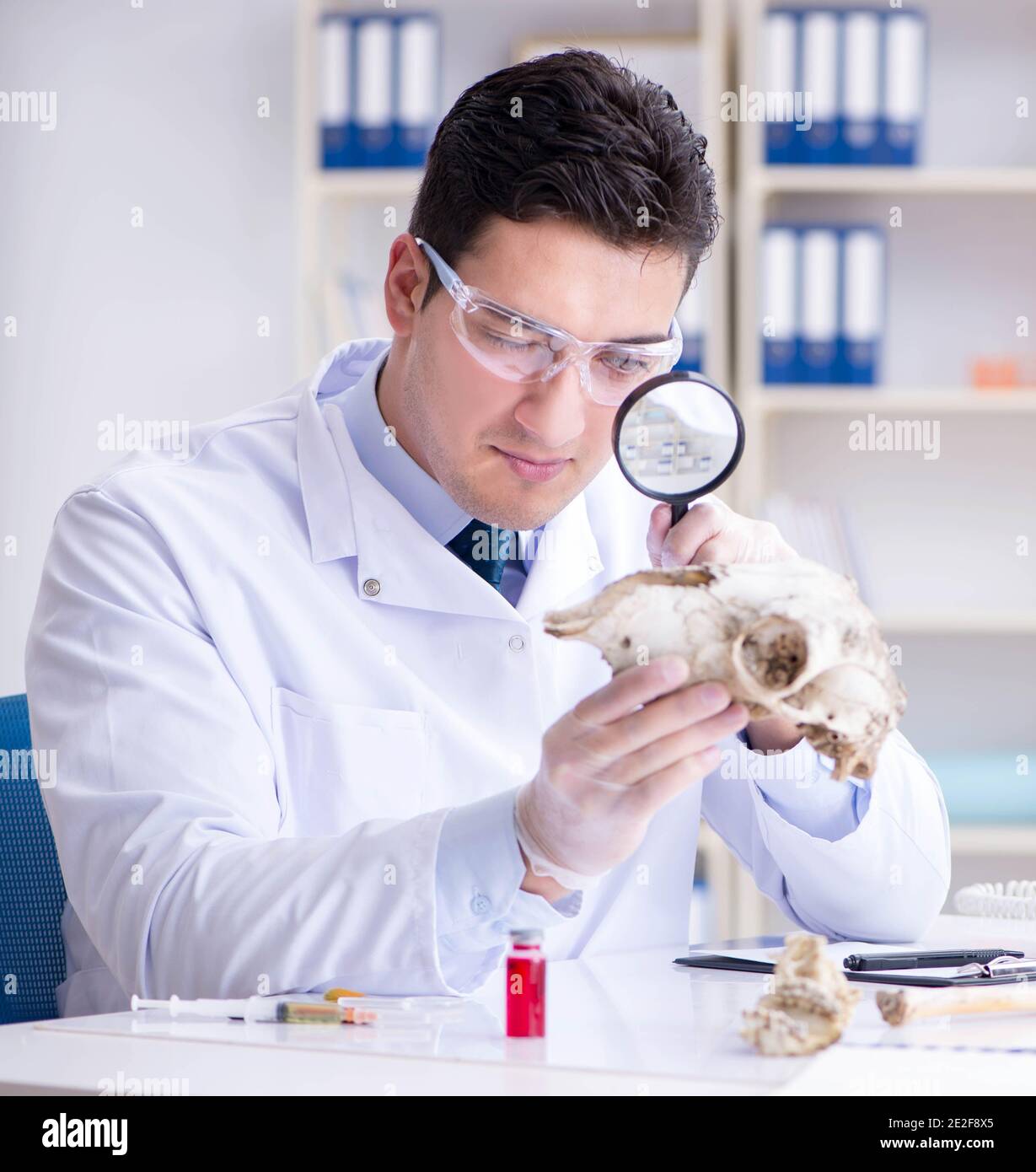 The paleontologist looking at extinct animal bone Stock Photo - Alamy