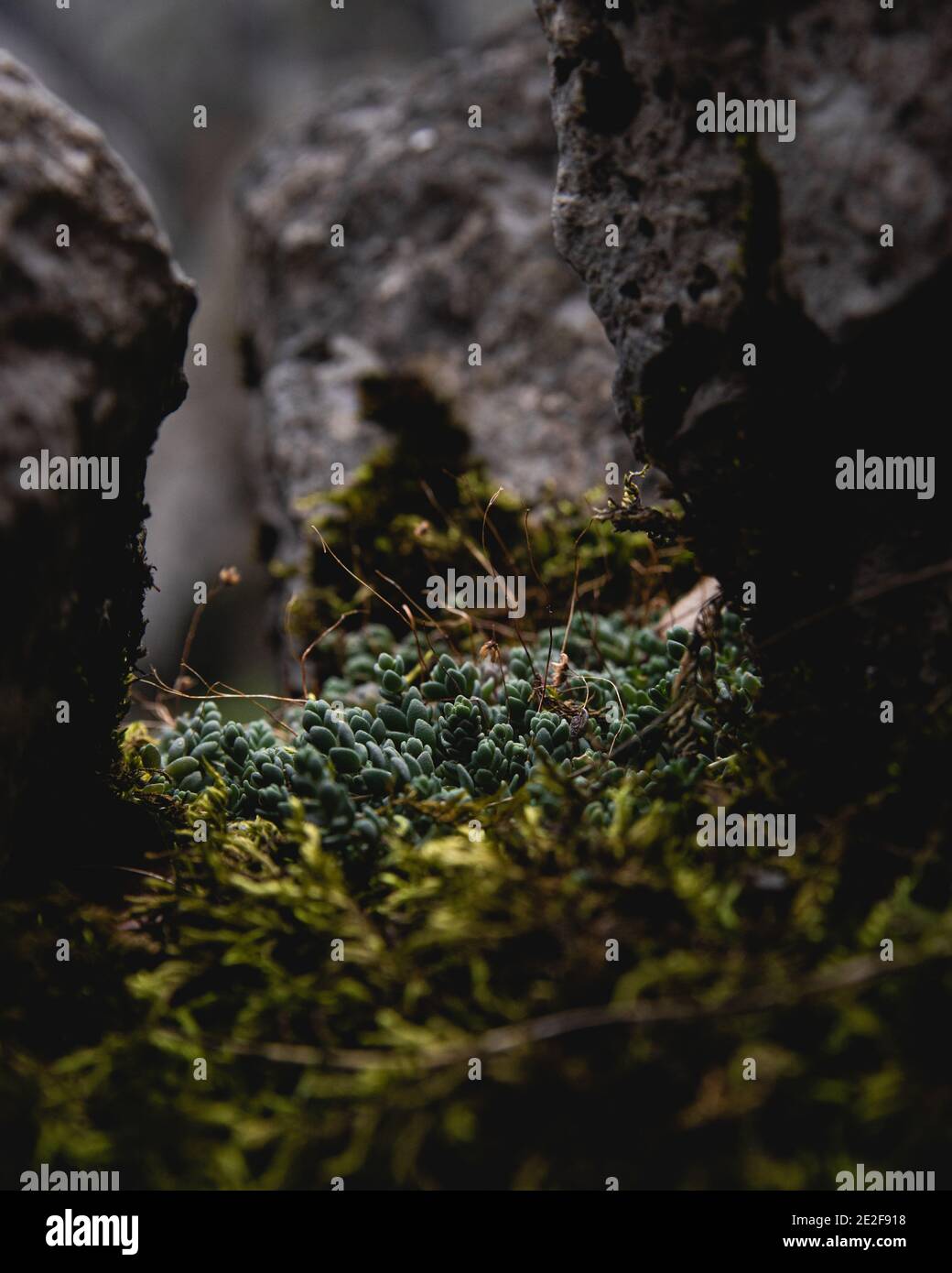 Small tree growing between rocks hi-res stock photography and images ...