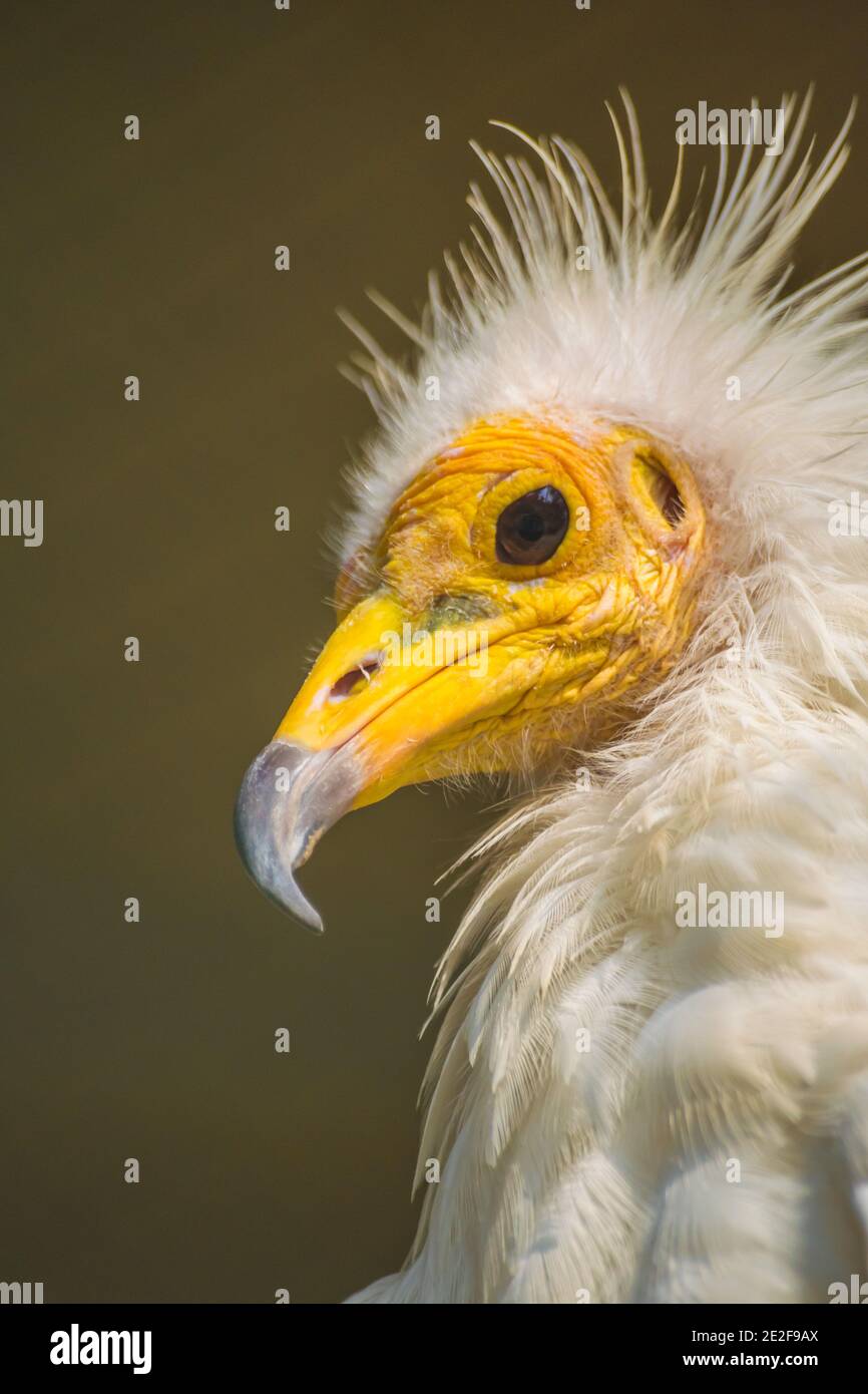 Vertical closeup shot of an Egyptian vulture in Al Areen Wildlife Park ...