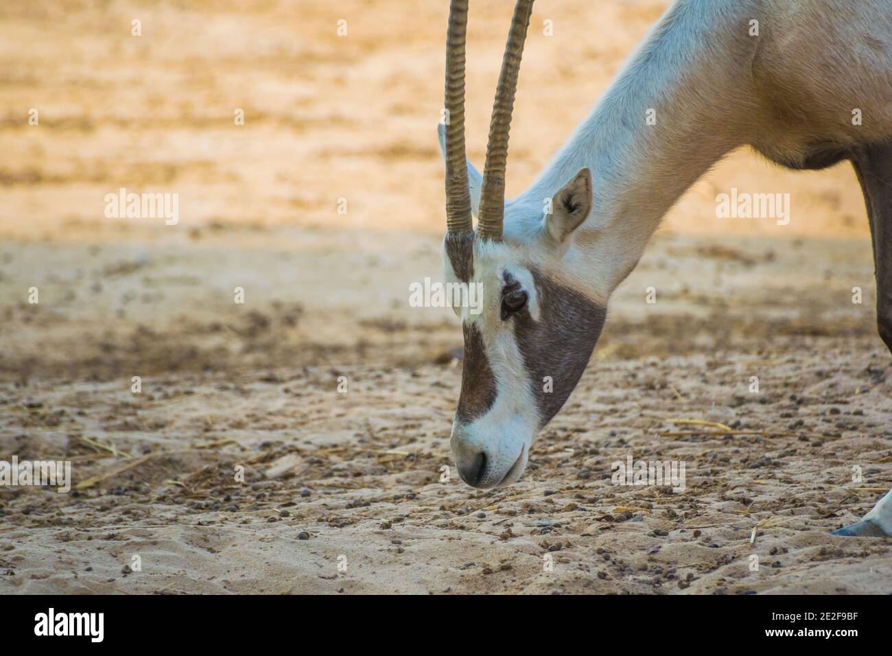 Bahrain heat hi-res stock photography and images - Alamy