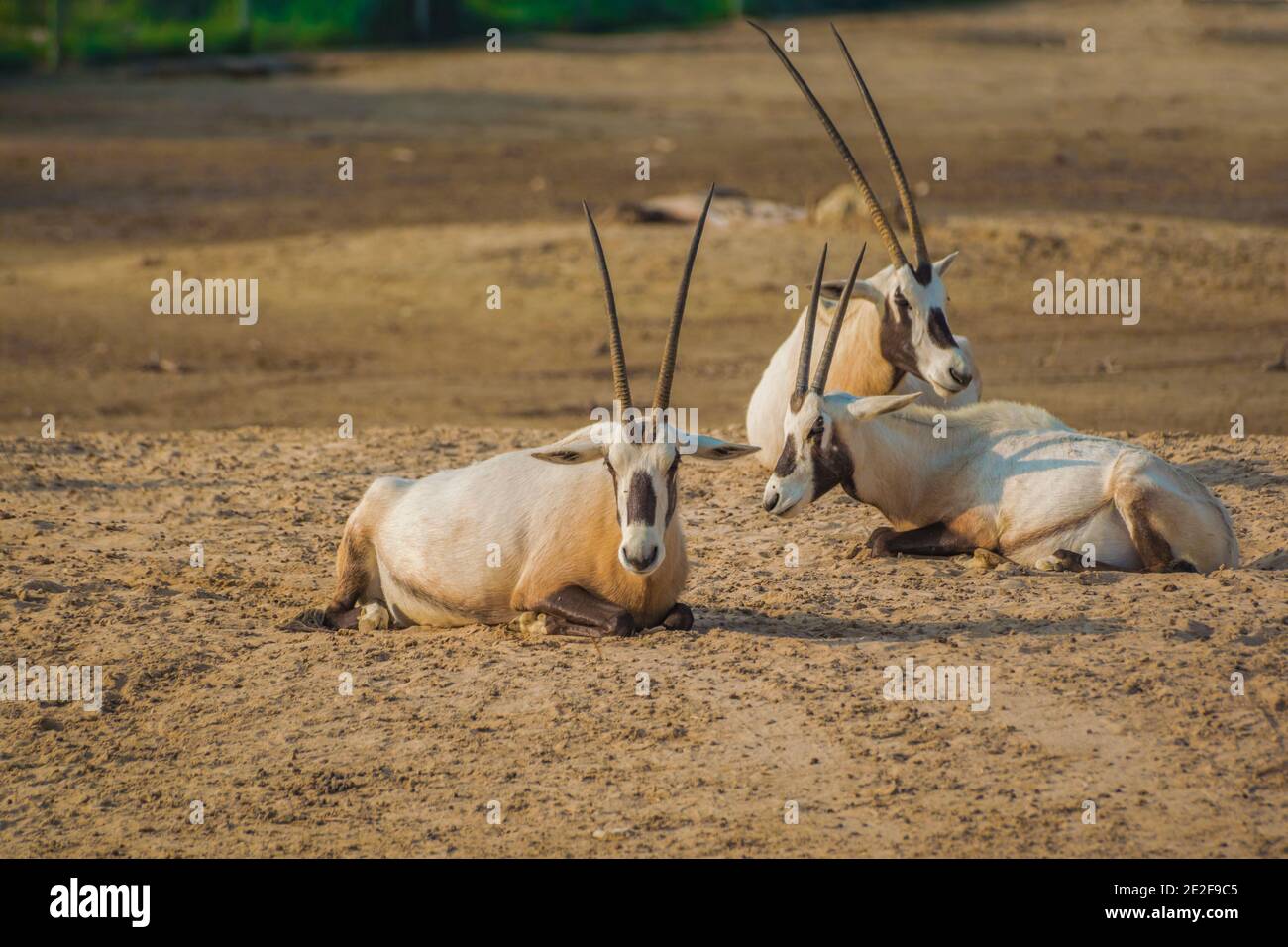 View of three Saharan oryx lying on the ground of Al Areen Wildlife ...