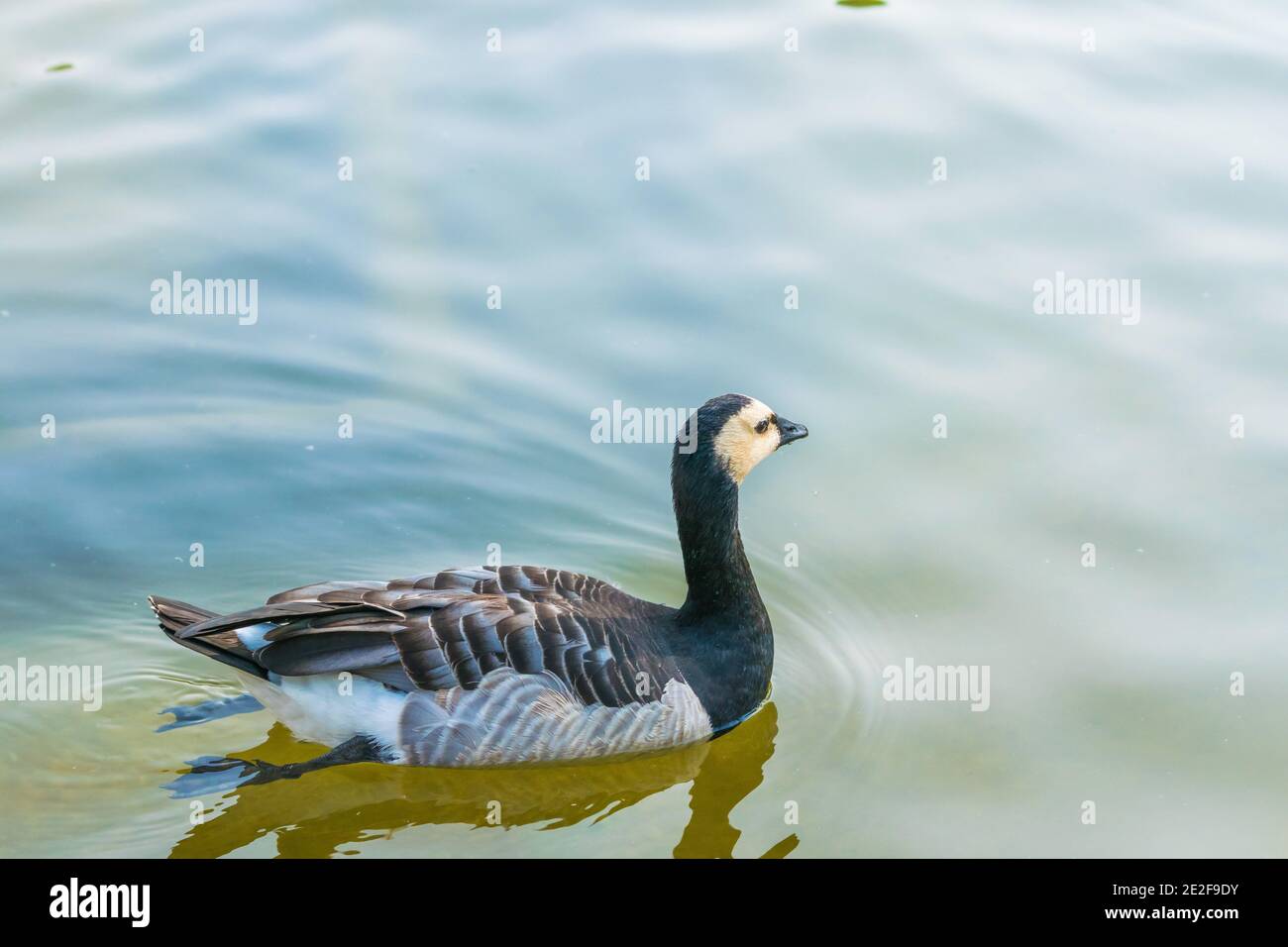 Closeup shot of a barnacle goose floating on the surface of a calm ...