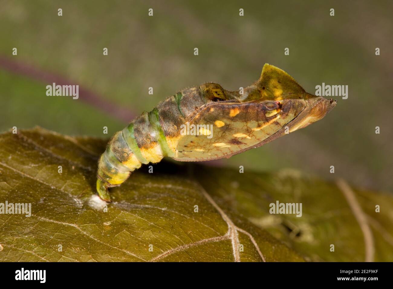 Nymphalid butterfly hi-res stock photography and images - Alamy