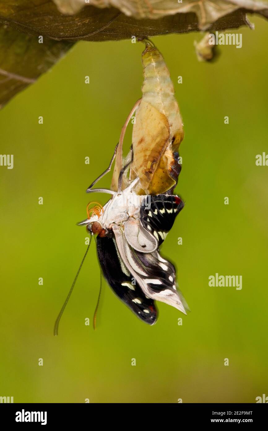 Emerging butterfly hi-res stock photography and images - Alamy