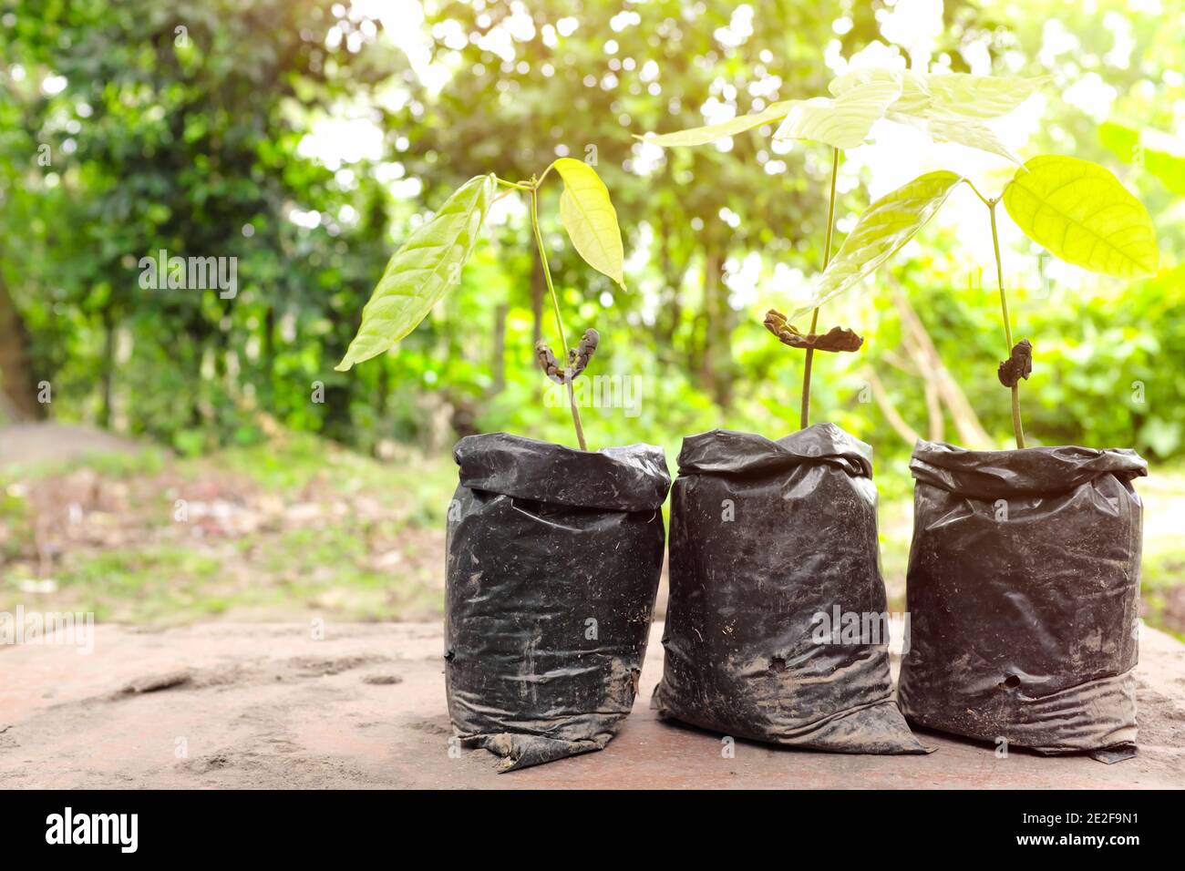 Cacao tree seedling young plant with copy space. Cocoa fruit farming ...