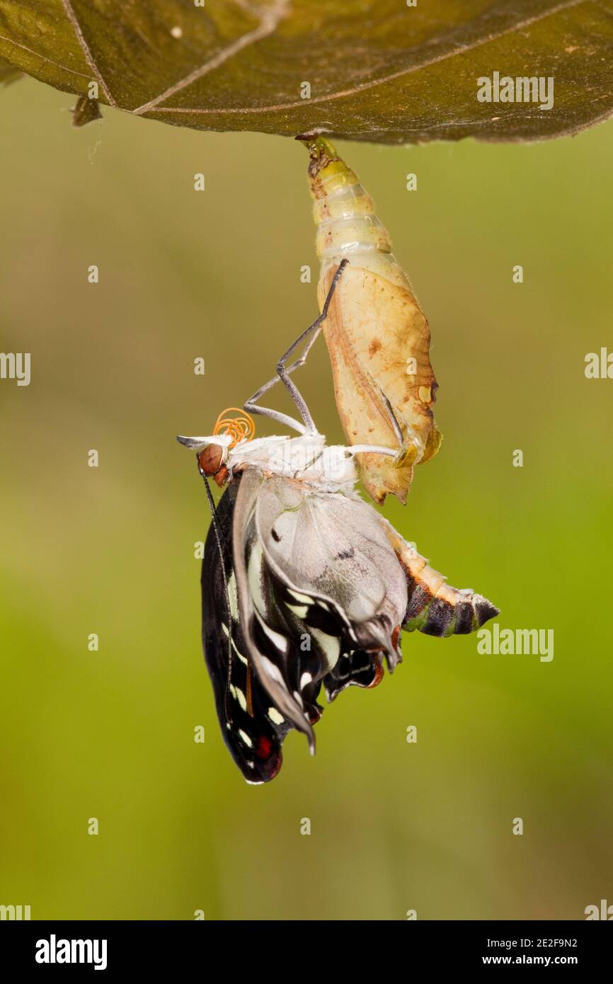 Nymphalid Butterfly female emerging from chrysalis, Catonephele ...