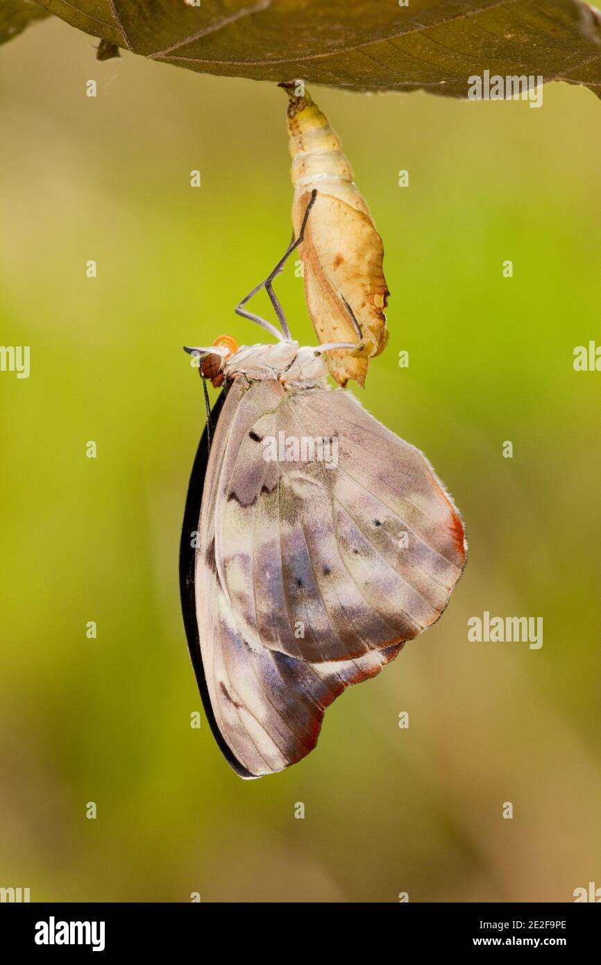 Emerging butterfly hi-res stock photography and images - Alamy