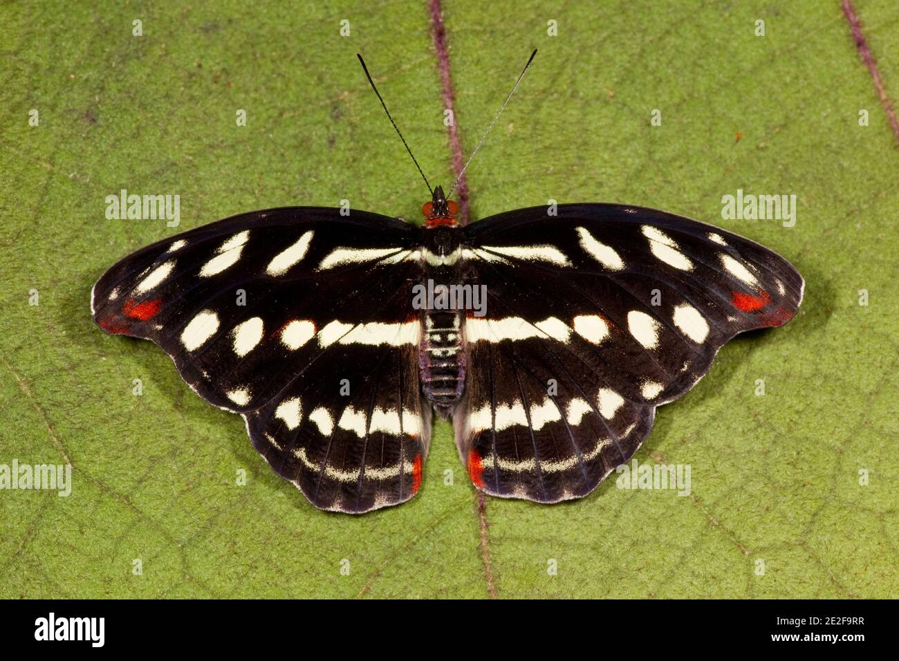 Nymphalid butterfly hi-res stock photography and images - Alamy
