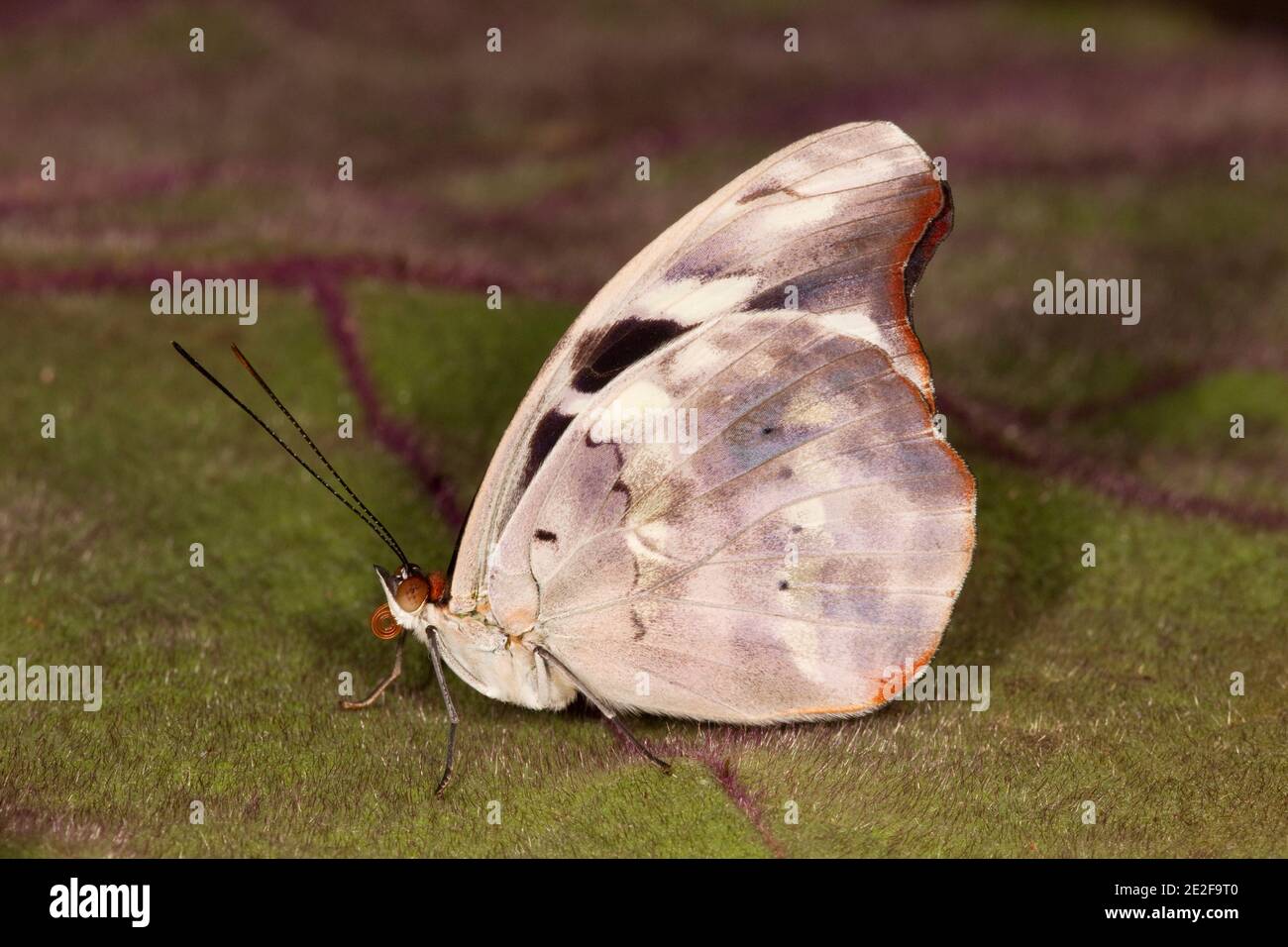 Butterfly catonephele orites hi-res stock photography and images - Alamy
