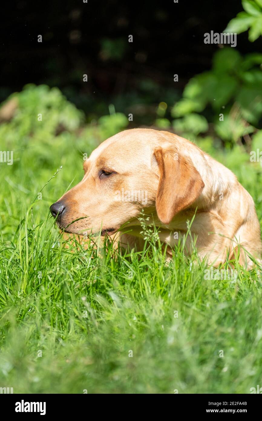 Golden Retriever Dog Face Tongue High Resolution Stock Photography and ...