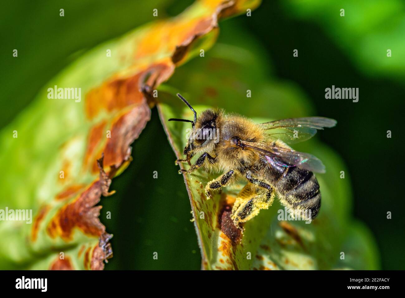Carniolan bee hi-res stock photography and images - Alamy