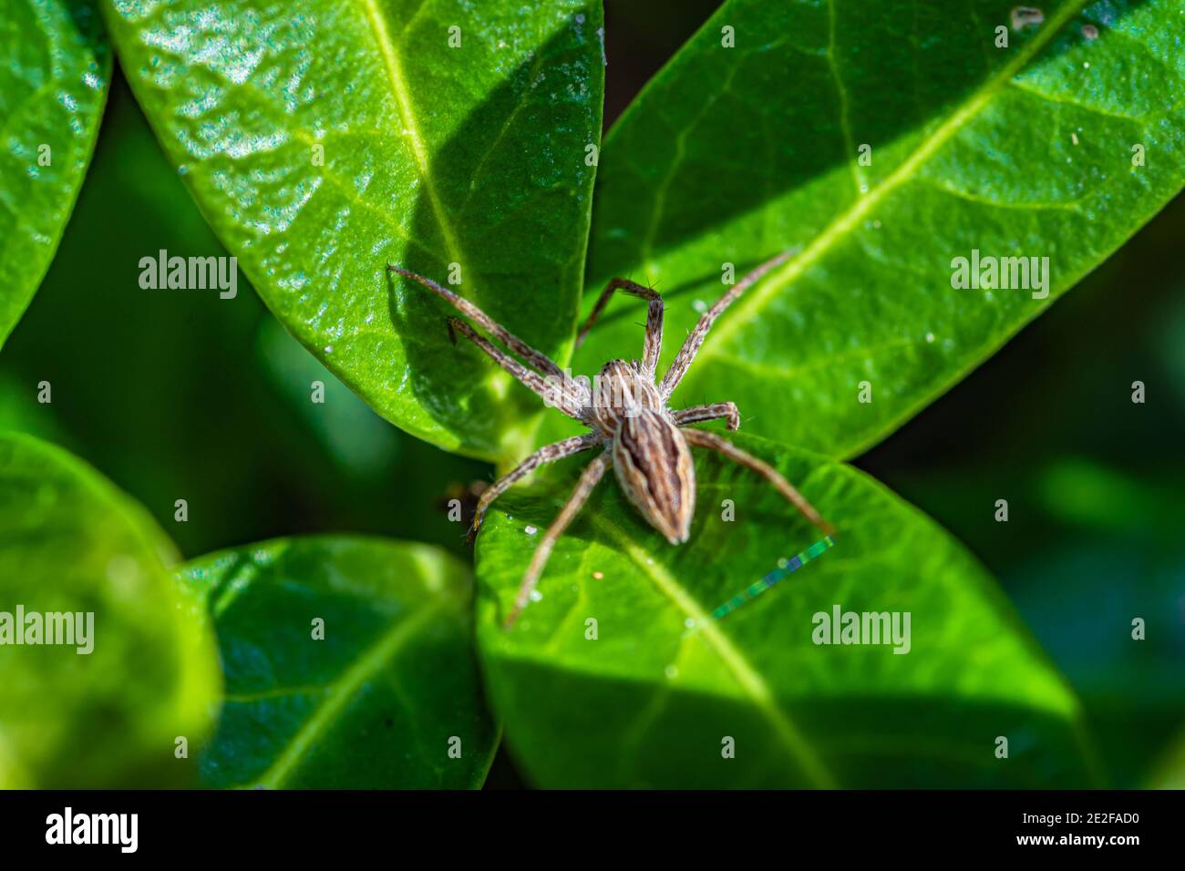 Closeup of a Pisaura mirabilis on green leaves under the sunlight with ...
